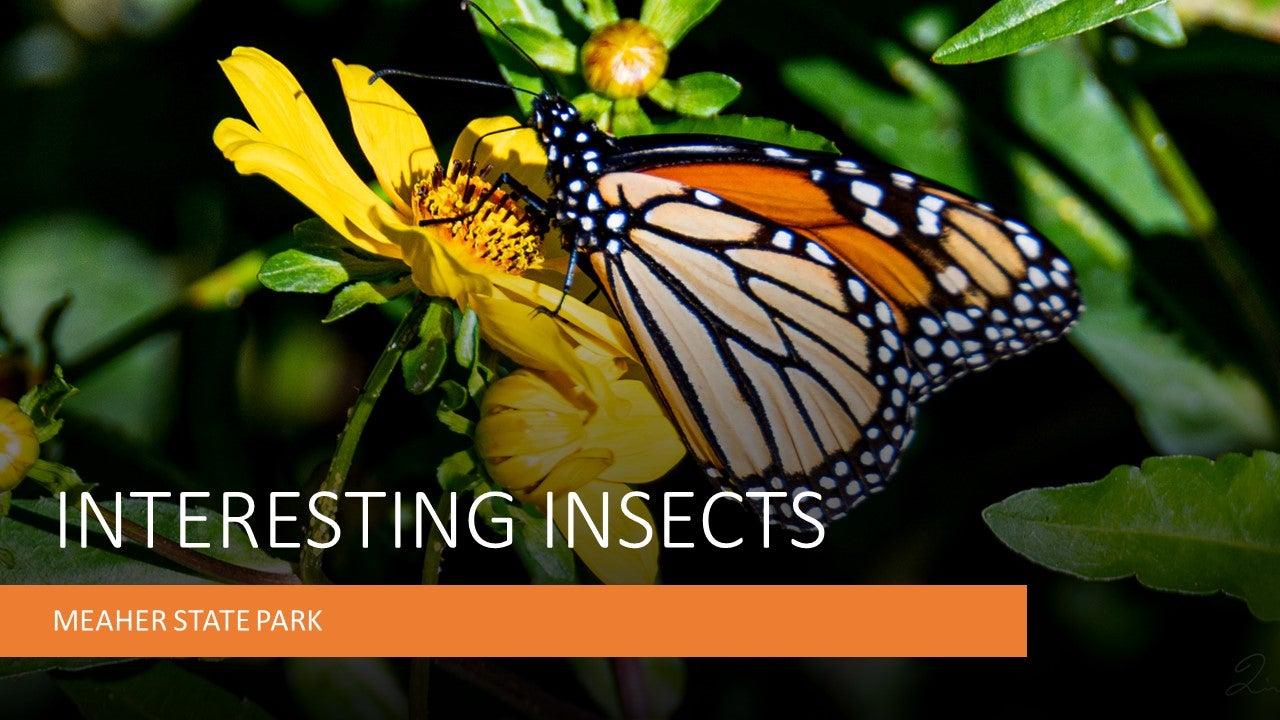 Interesting Insects | Alapark